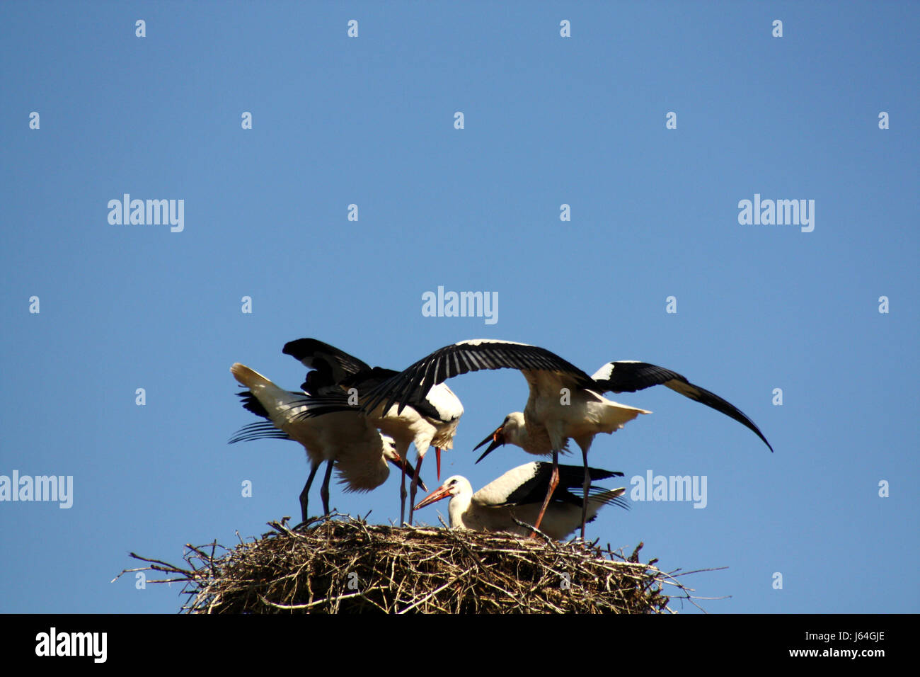 nest bird birds stork migrant birds of passage squabs pale bright pure white Stock Photo - Alamy