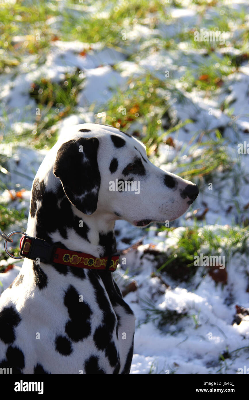 quadruped dog frost camouflage dalmatian put sitting sit snow pose ...