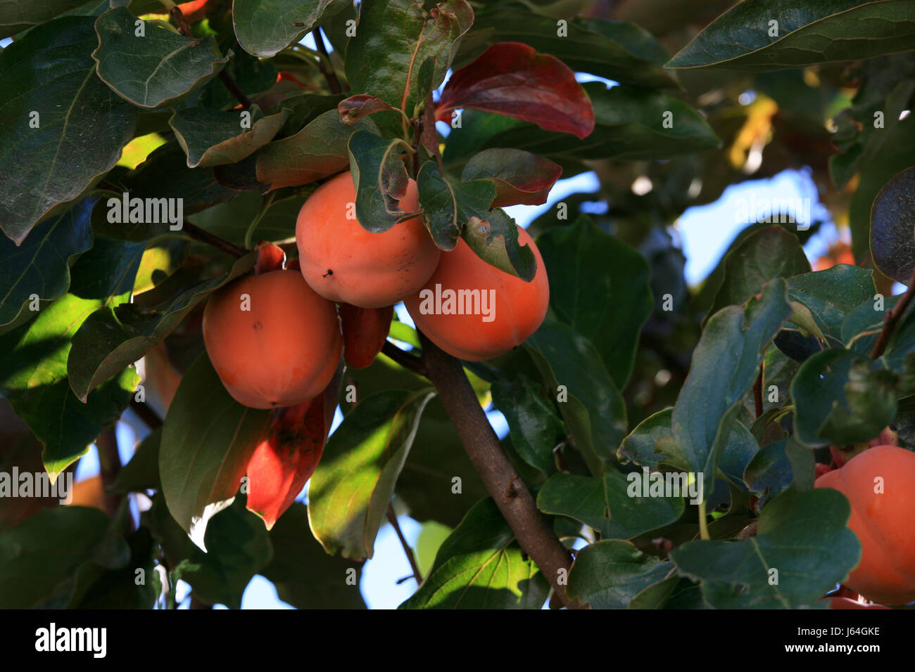 persimmons on the tree Stock Photo - Alamy