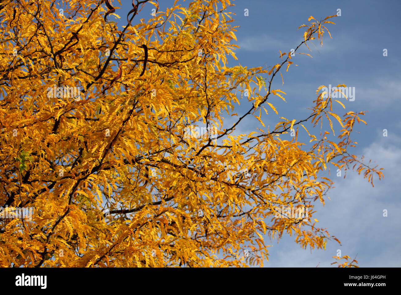 tree autumnal branches shrub locust tree firmament sky fall autumn blue ...