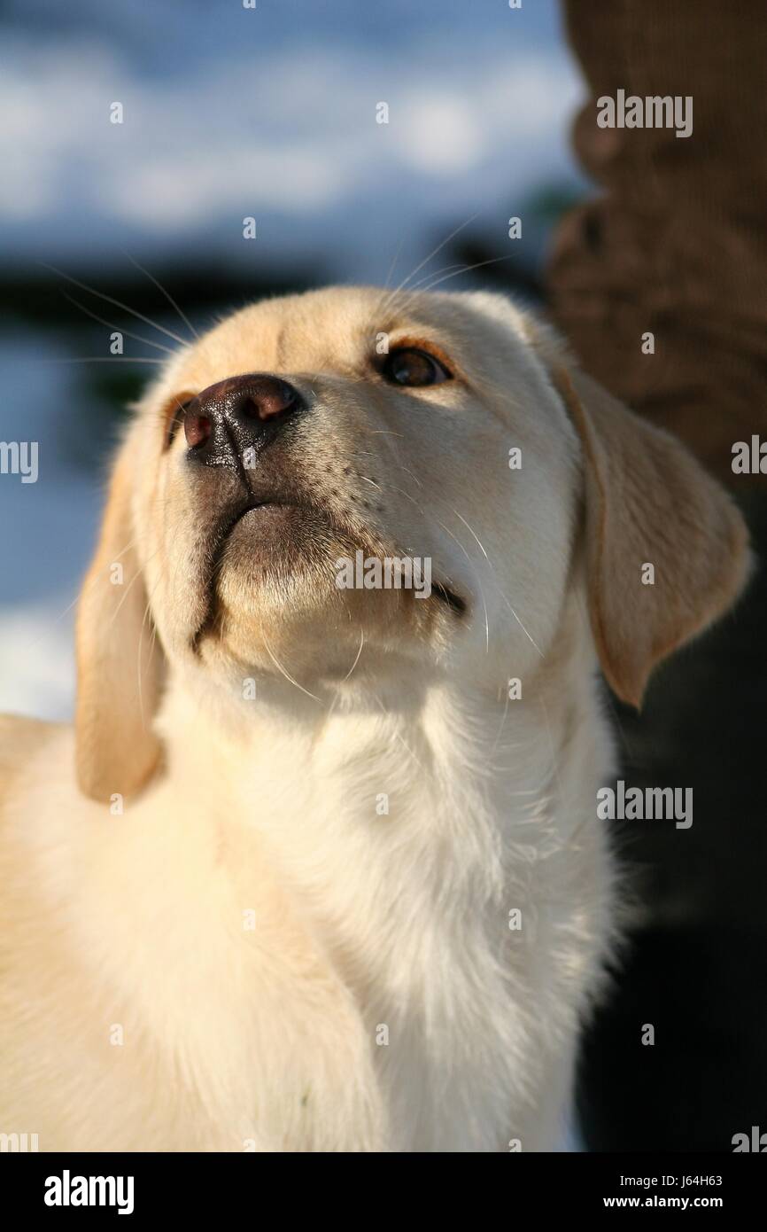 Welpenmakro hi-res stock photography and images - Alamy