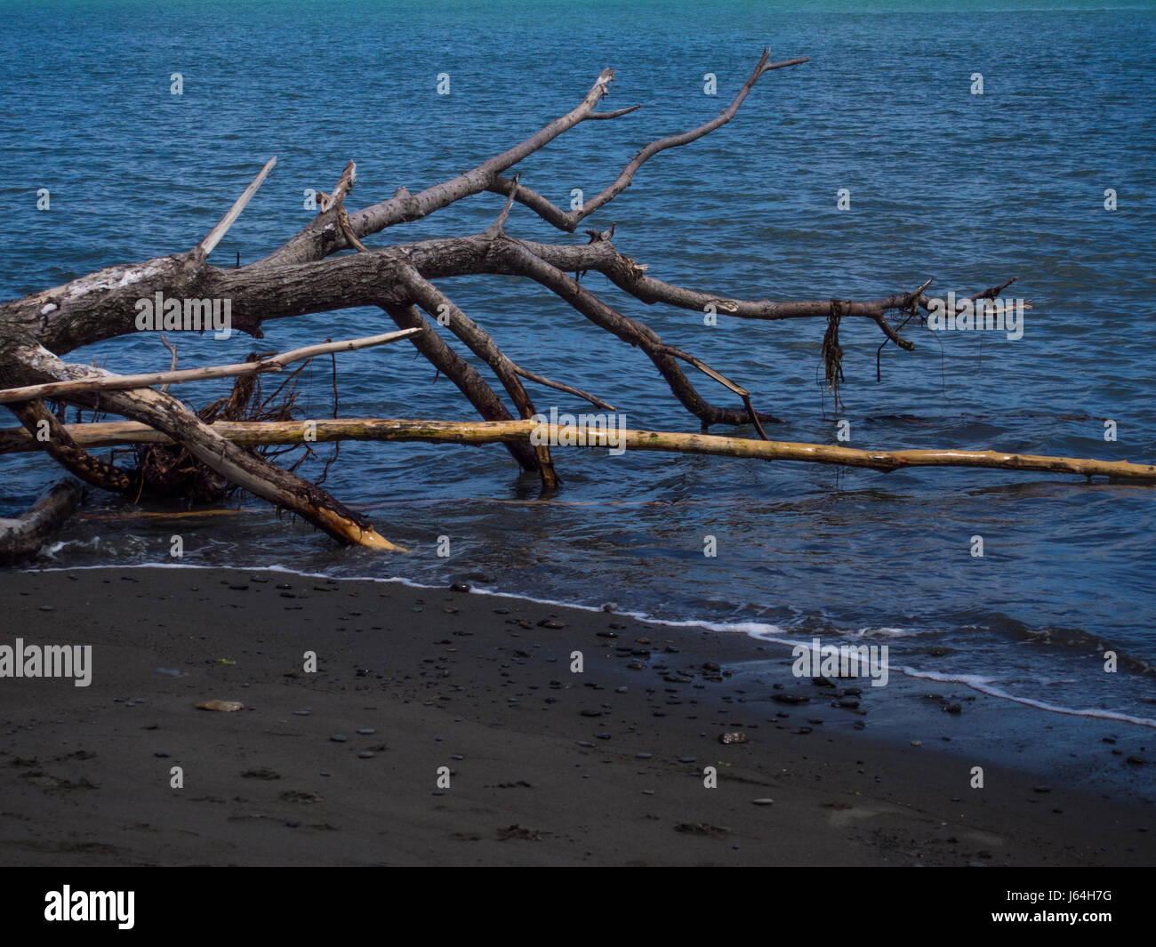 Ocean branch hi-res stock photography and images - Alamy