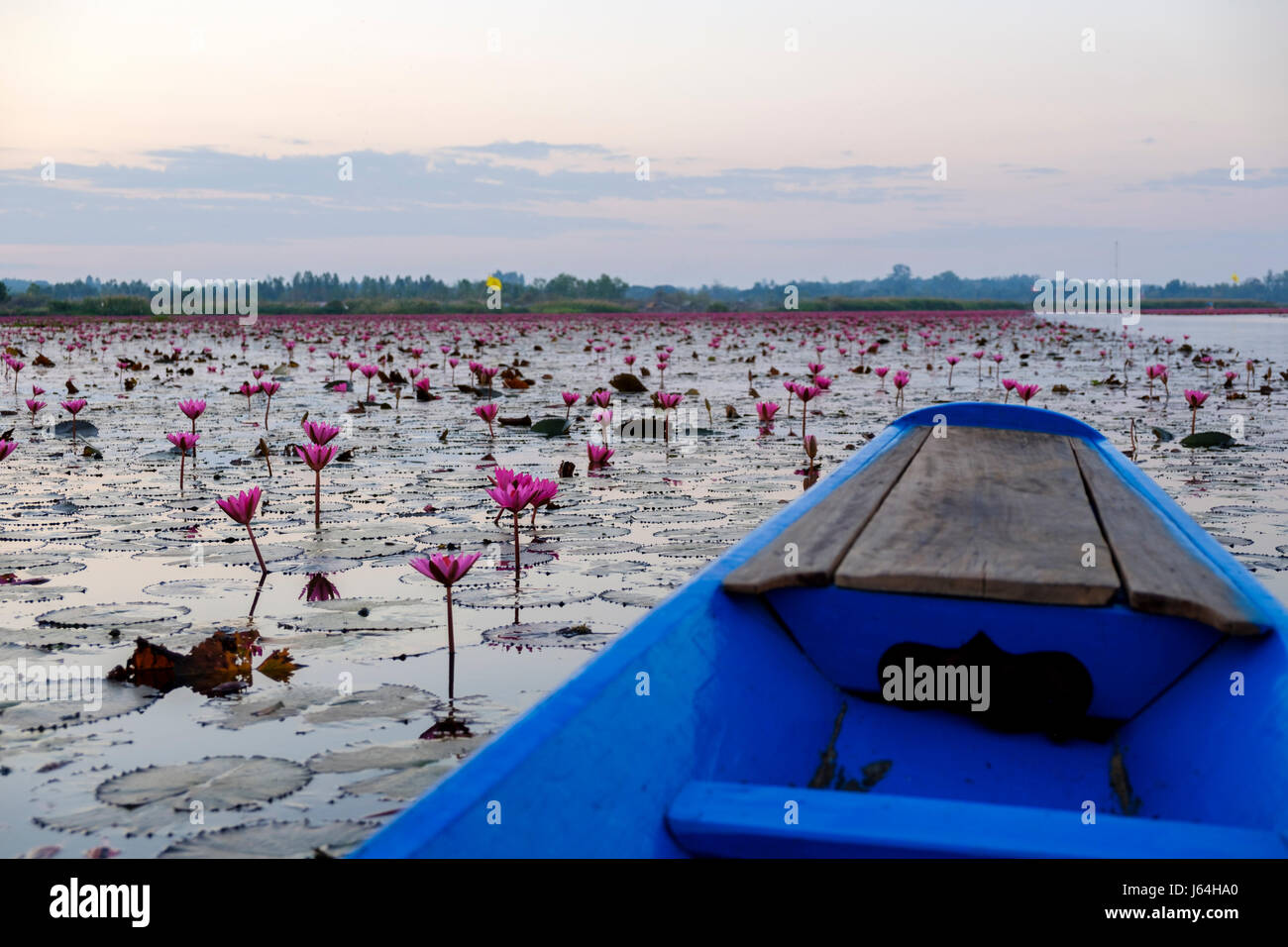 Talay bua daeng thailand hi-res stock photography and images - Alamy