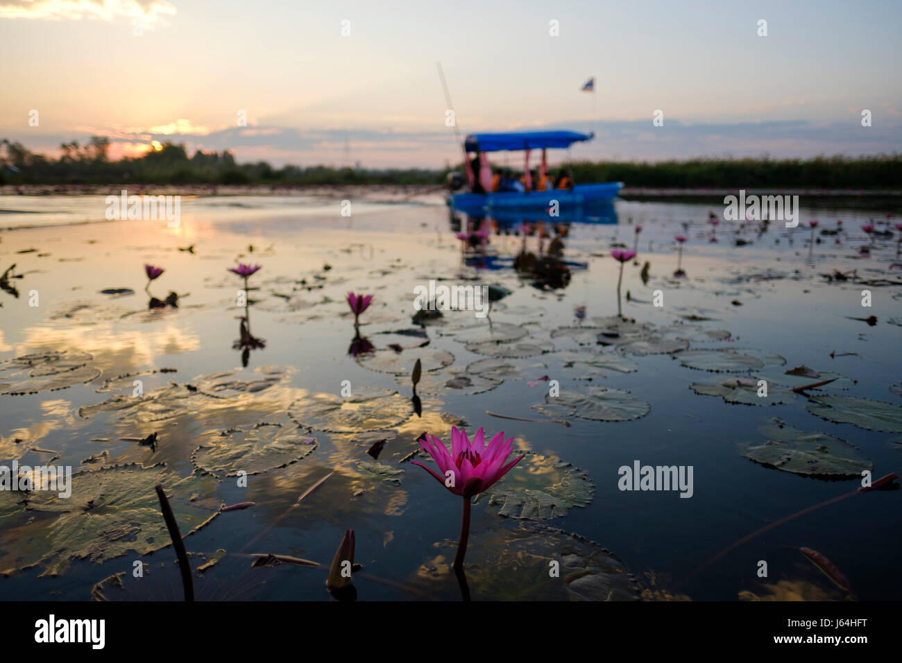 Pink water lilly and blue boat at "Red Lotus Sea" (Talay Bua Daeng ...