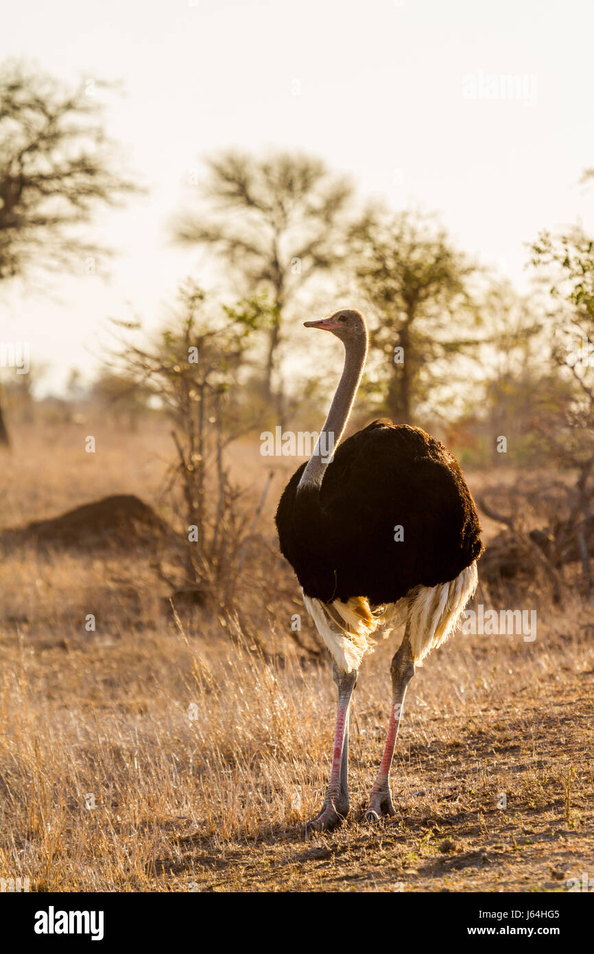 African ostrich in Kruger national park, South Africa ; Specie Struthio ...