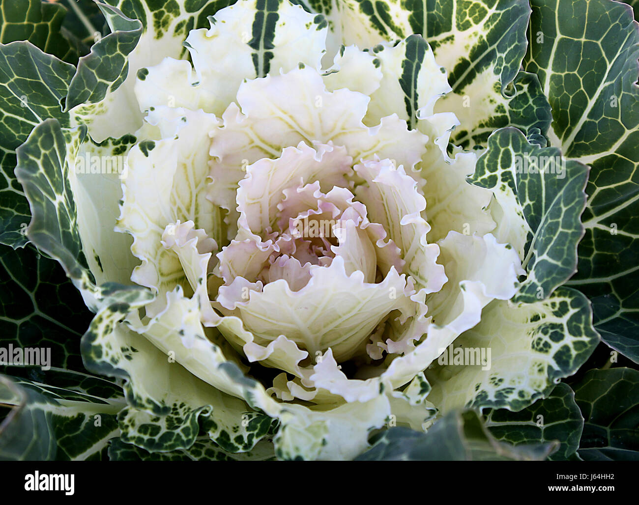 cabbage page sheet fall autumn winter green blank european caucasian ...