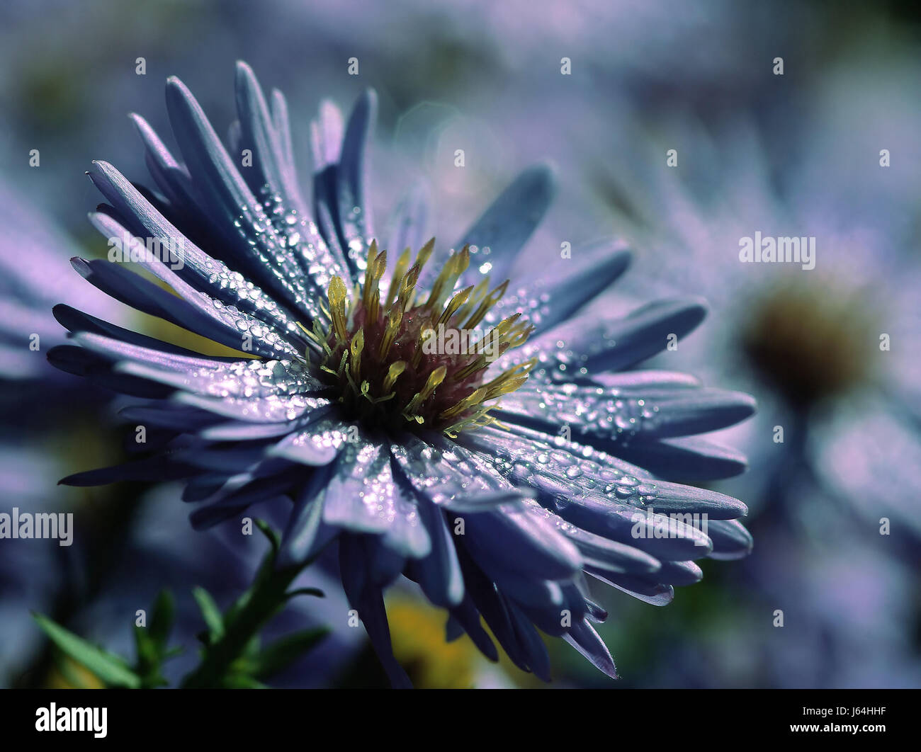 blue purple violet dew aster water drop waterdrop water drop drip drops ...