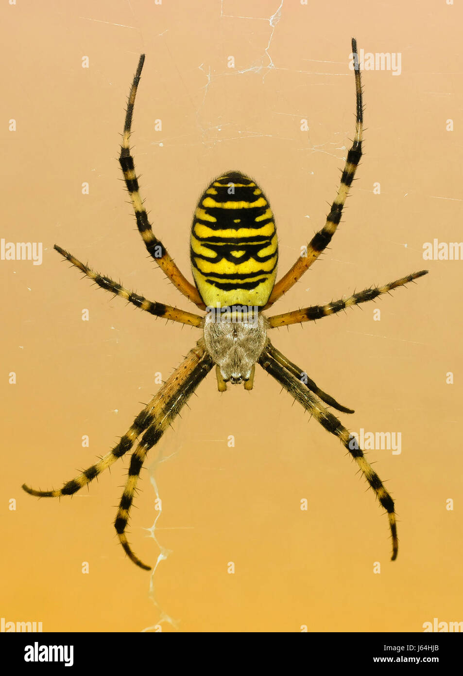 legs hairs spider legs macro close-up macro admission close up view ...