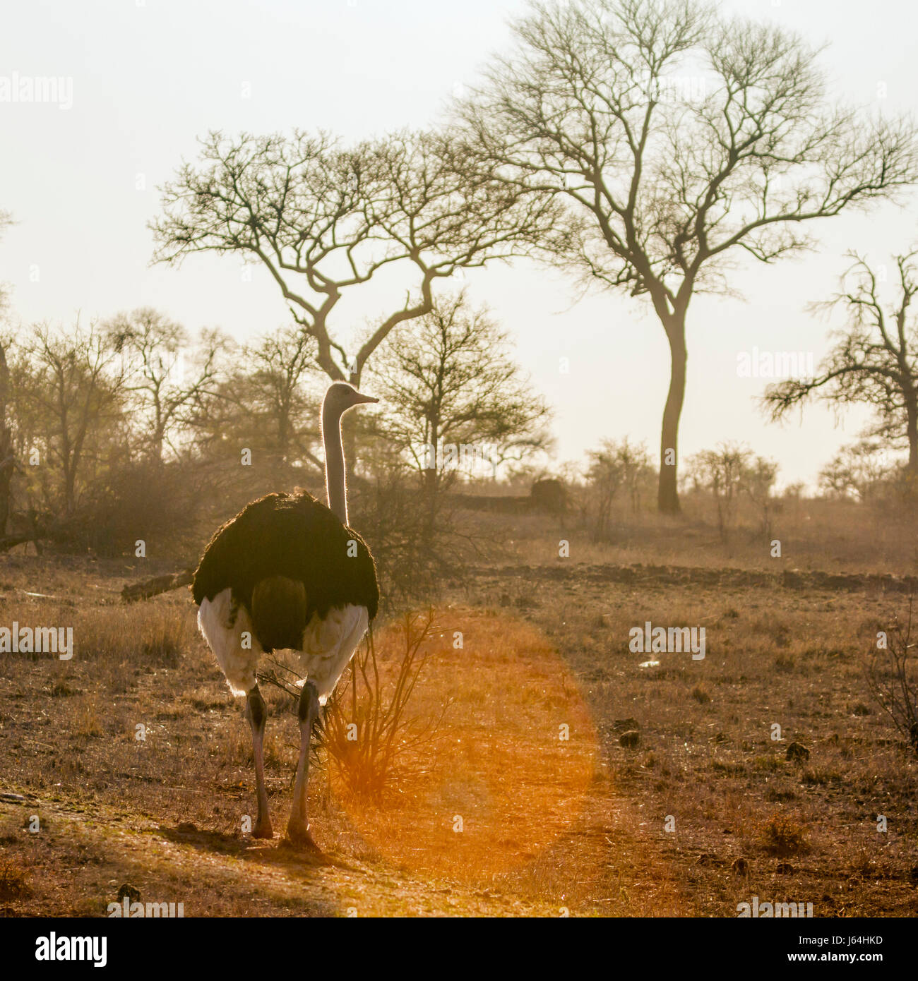 African ostrich in Kruger national park, South Africa ; Specie Struthio ...