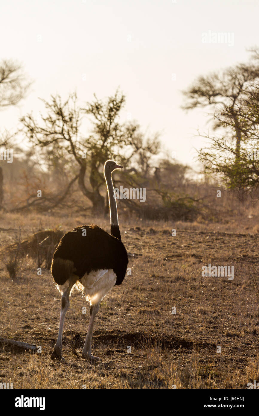 African ostrich in Kruger national park, South Africa ; Specie Struthio ...