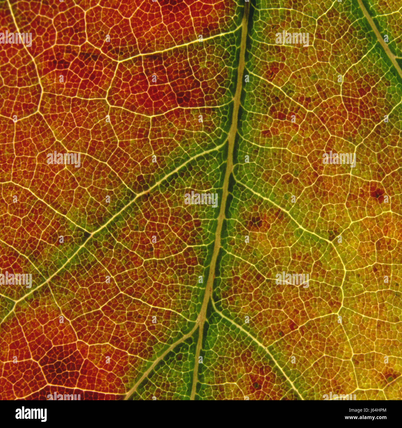 american red oak Stock Photo - Alamy