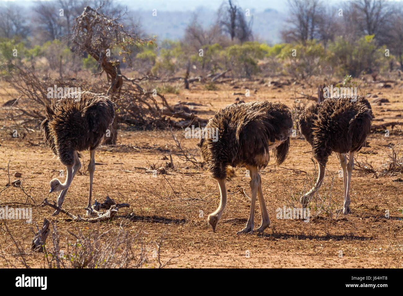 African ostrich in Kruger national park, South Africa ; Specie Struthio ...