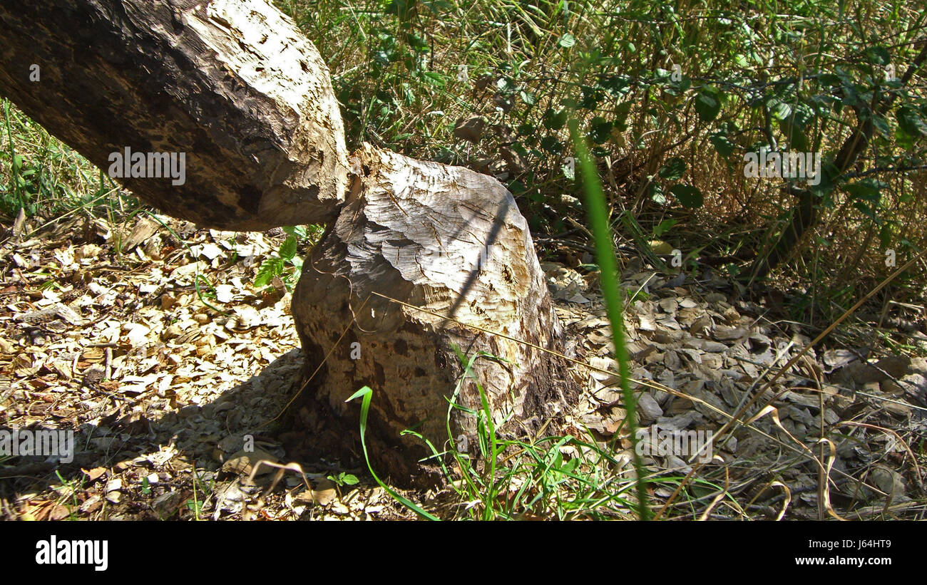 beavers at work Stock Photo - Alamy