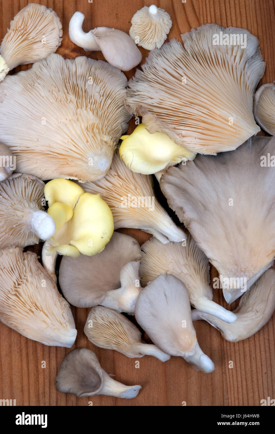 close detail closeup mushroom fungus edible fresh nature close food ...