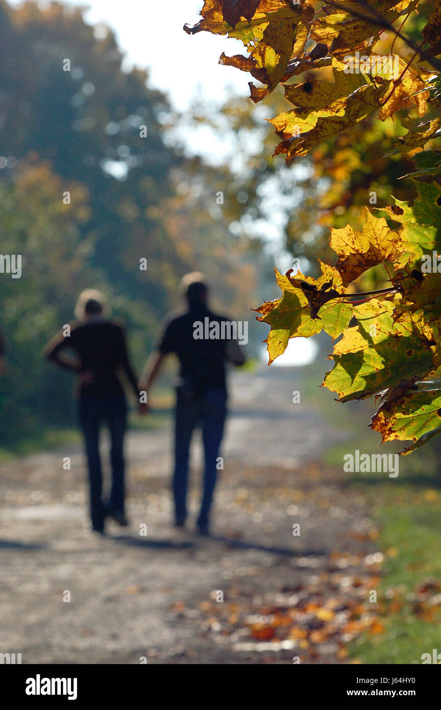 romantic leaves love in love fell in love walk go for a walk couple ...
