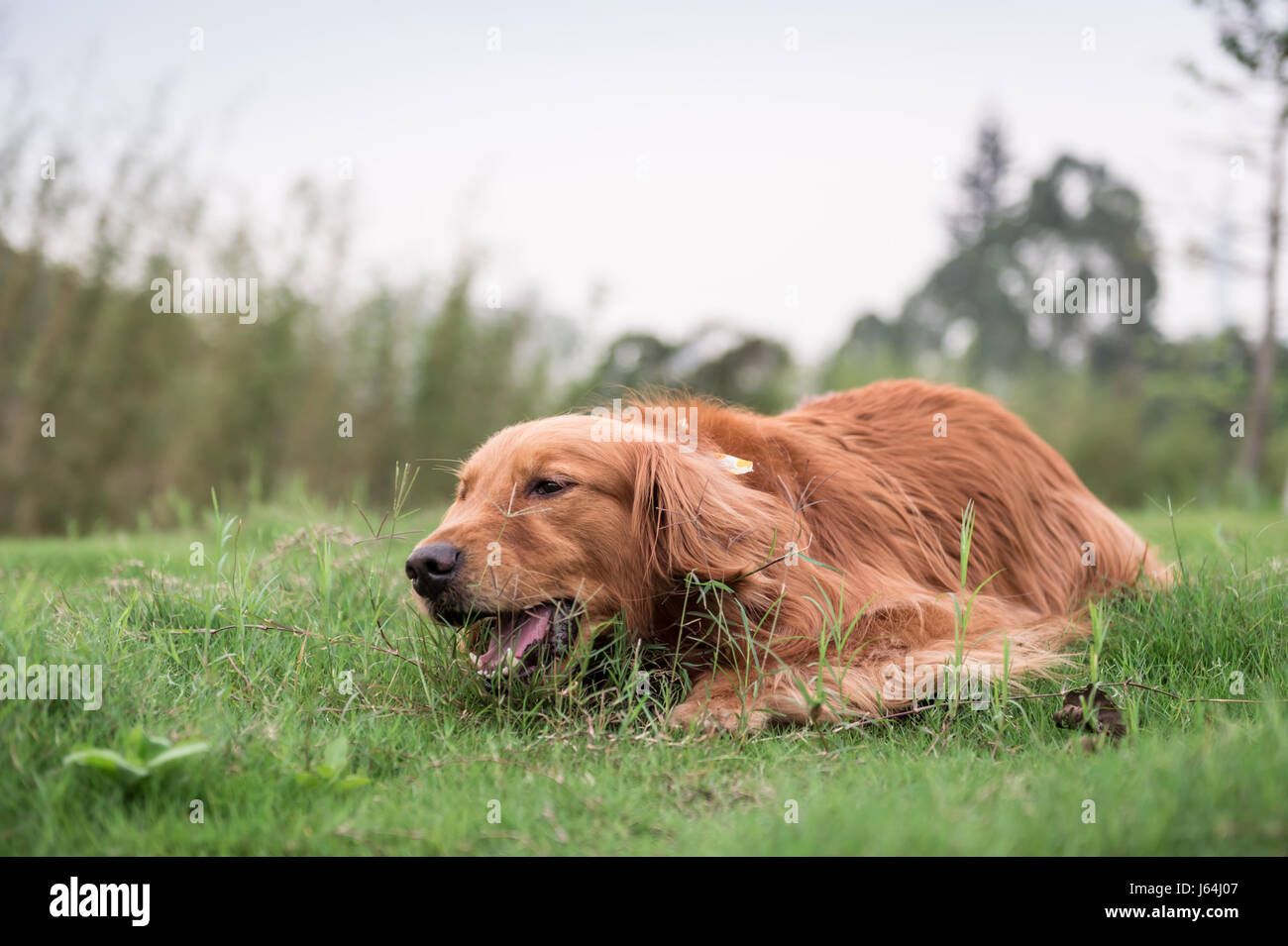 The Golden Retriever in the outdoor on the grass Stock Photo - Alamy