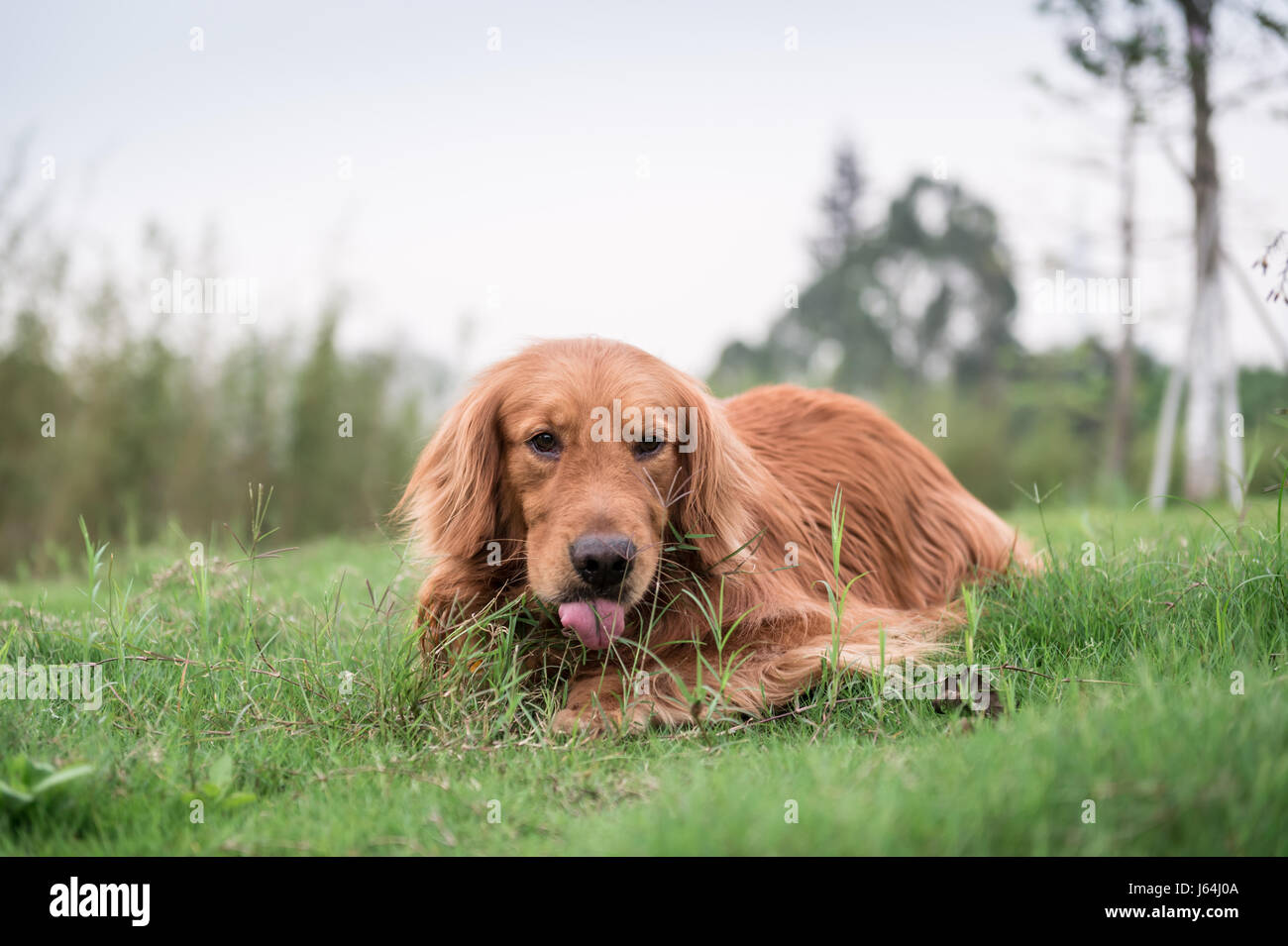 The Golden Retriever in the outdoor on the grass Stock Photo - Alamy
