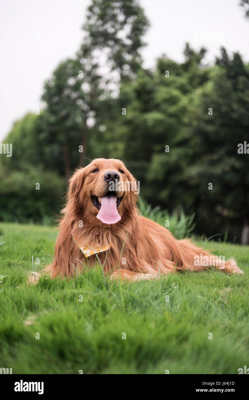 The Golden Retriever in the outdoor on the grass Stock Photo - Alamy