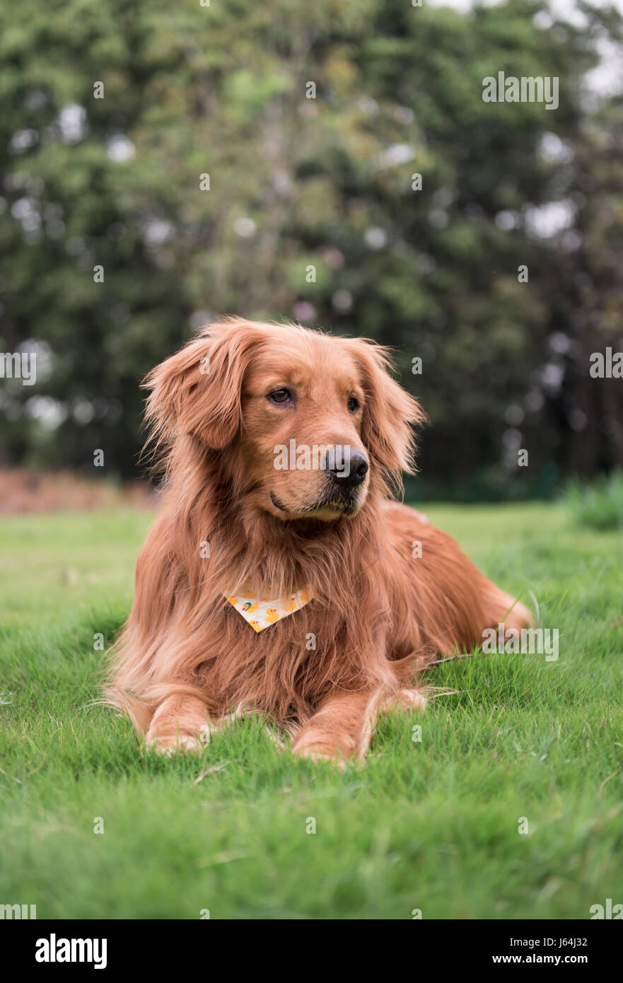 The Golden Retriever in the outdoor on the grass Stock Photo - Alamy