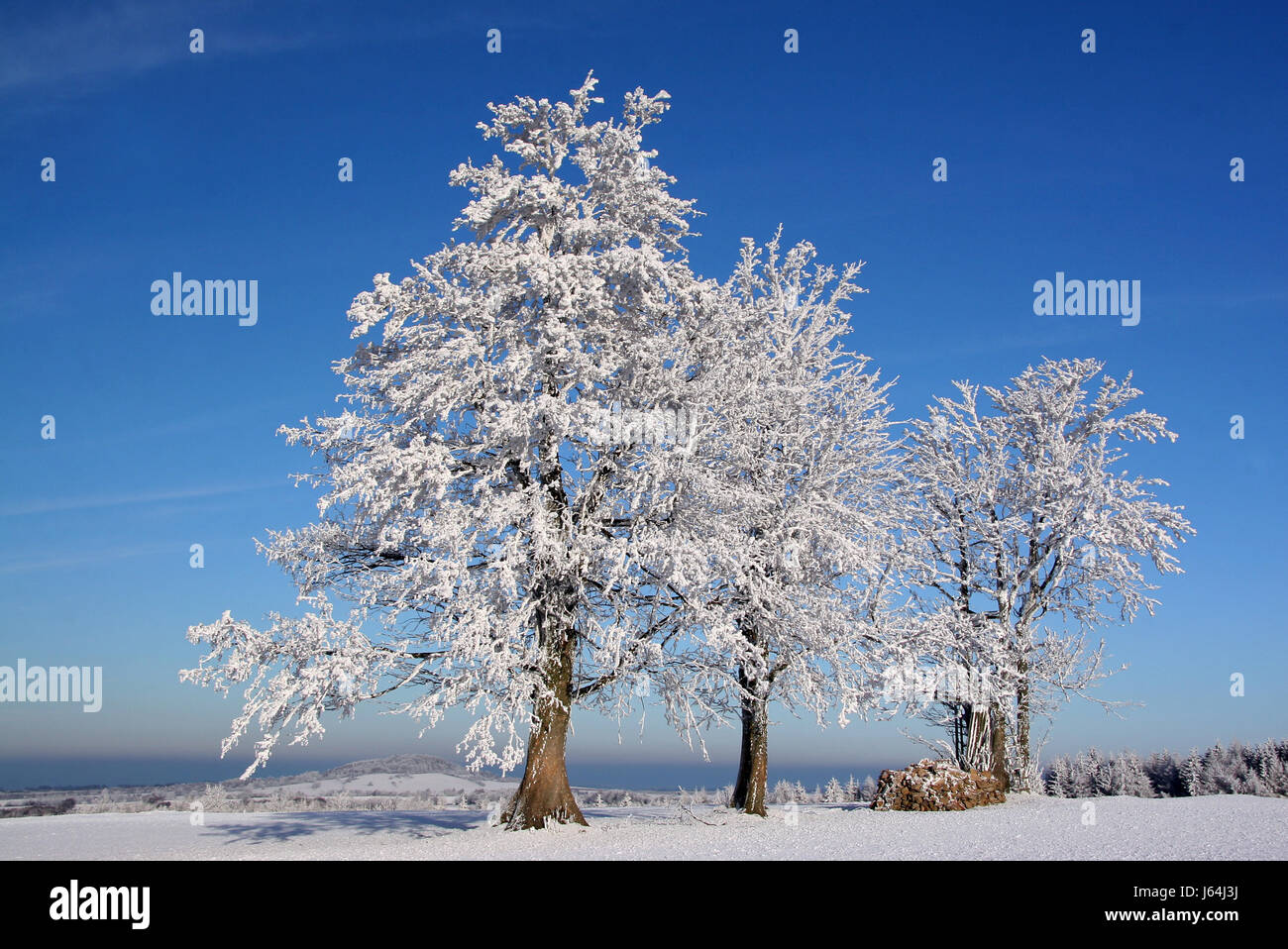 tree trees winter ice freezes firmament sky snow blue tree trees ...