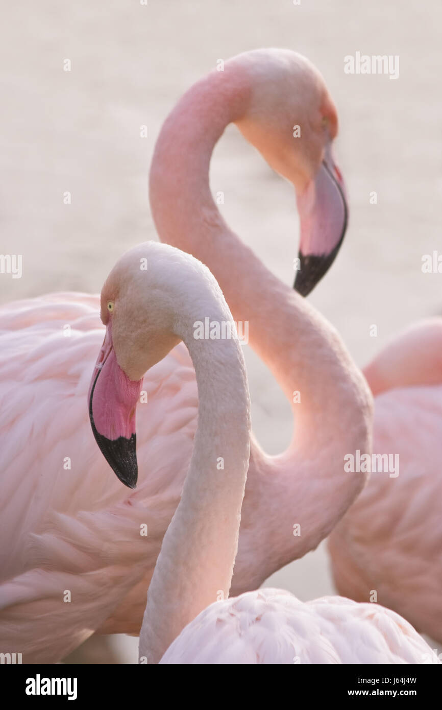 animal bird animals birds wildlife tropical pink flamingo beautiful ...