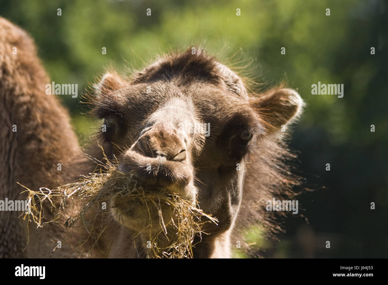 mammal camel eyes wildlife eating eat eats food aliment big large ...