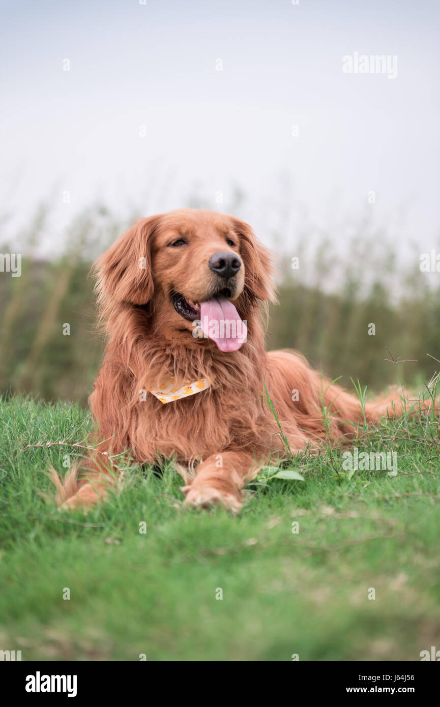 The Golden Retriever in the outdoor on the grass Stock Photo - Alamy