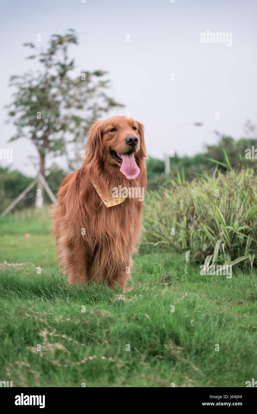 The Golden Retriever in the outdoor on the grass Stock Photo - Alamy
