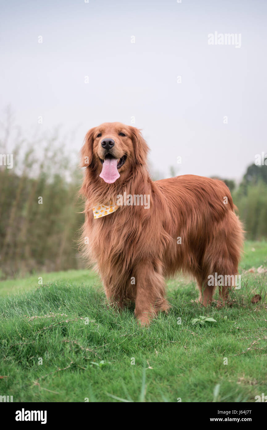 The Golden Retriever in the outdoor on the grass Stock Photo - Alamy