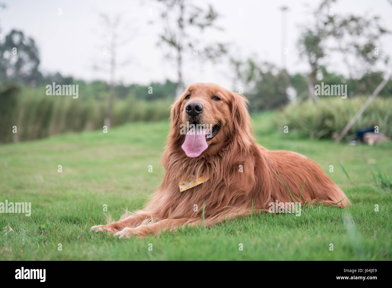 The Golden Retriever in the outdoor on the grass Stock Photo - Alamy
