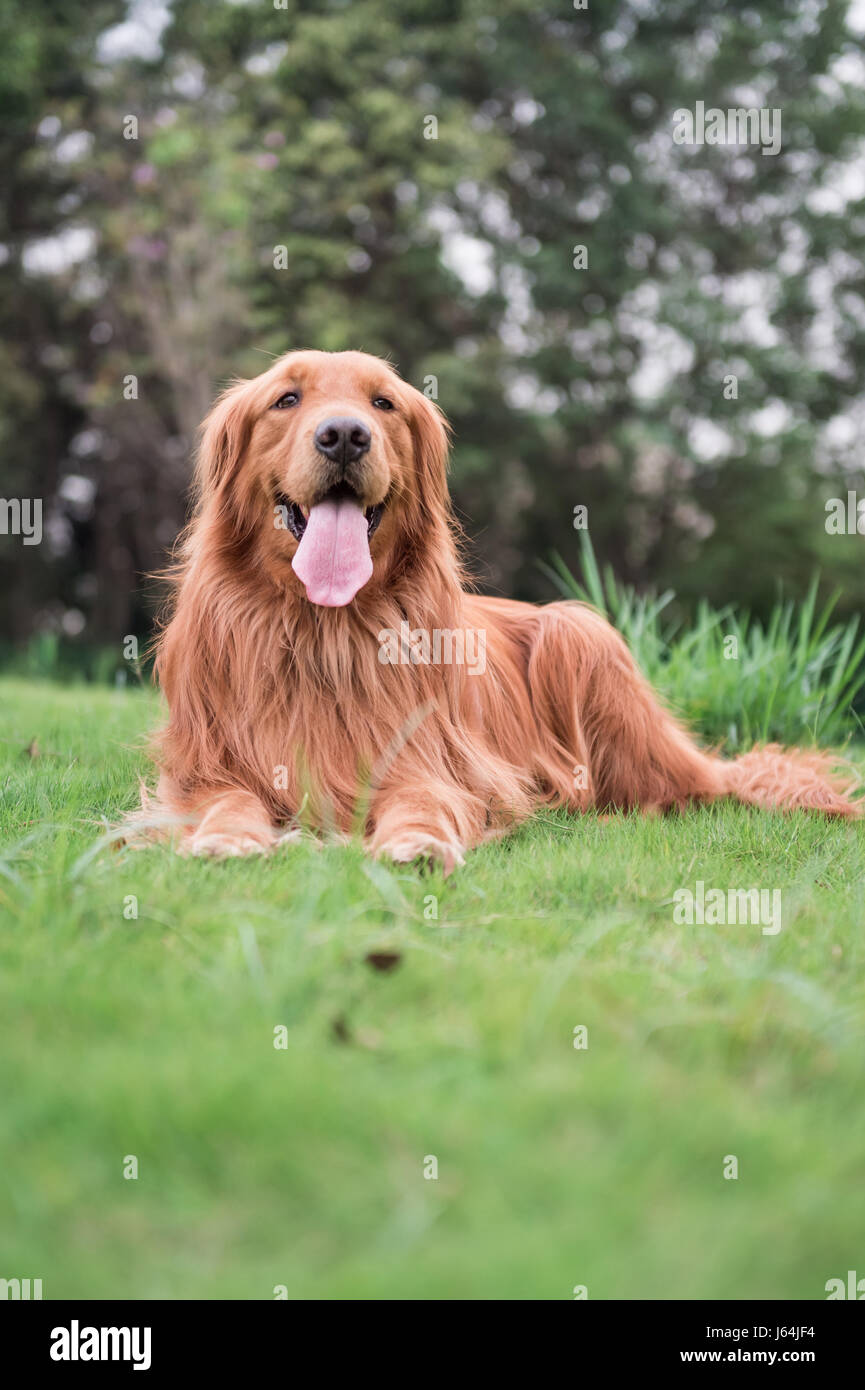 The Golden Retriever in the outdoor on the grass Stock Photo - Alamy