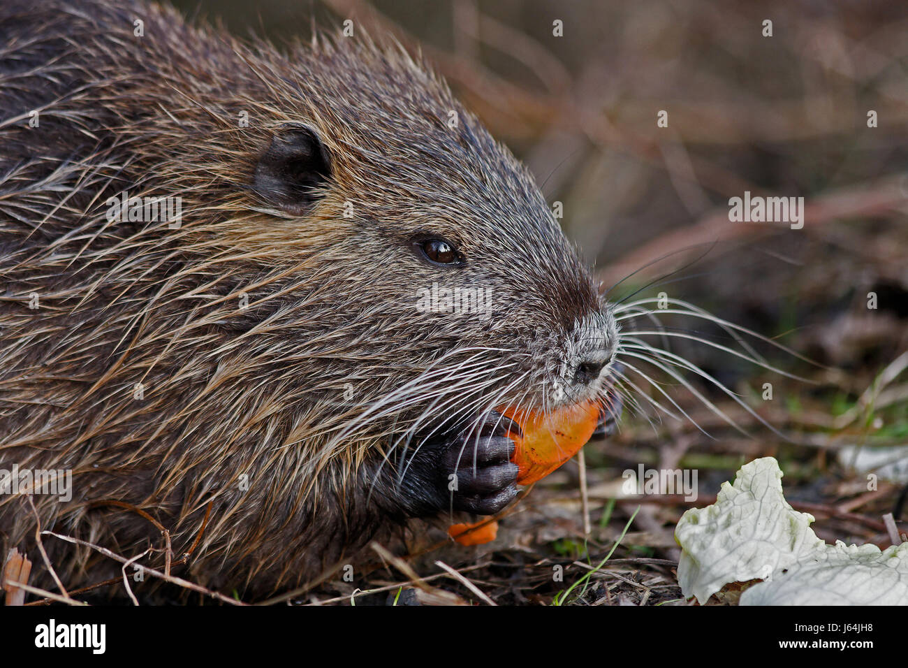 Nutria Eating Carrot High Resolution Stock Photography and Images - Alamy