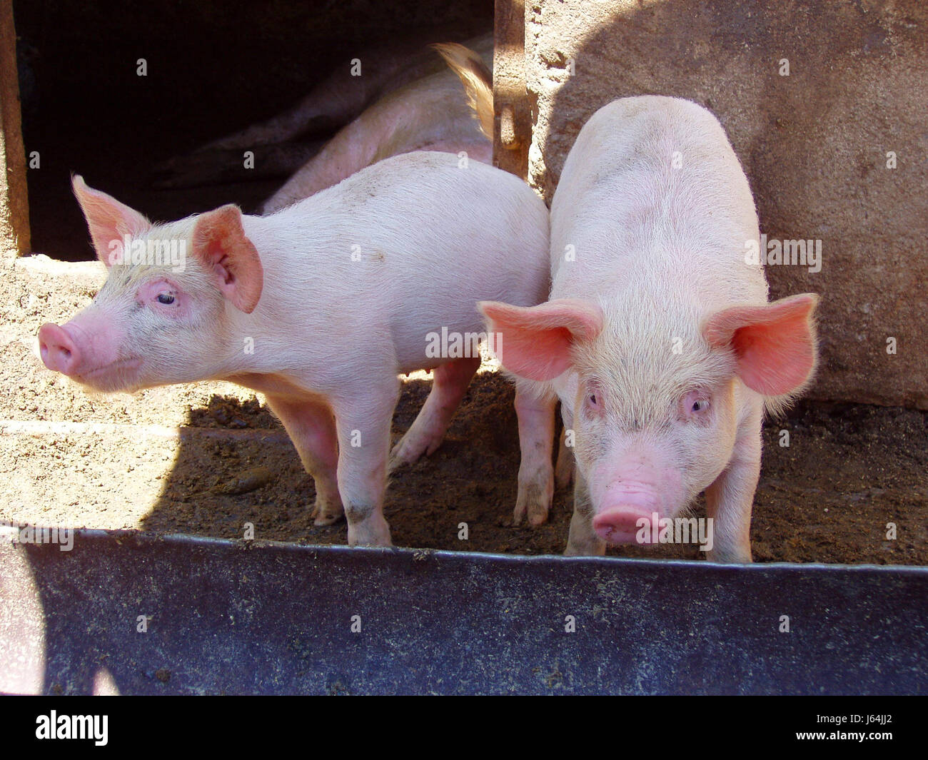 piglet piggy lucky luck two pig pink animal animals biological trough ...