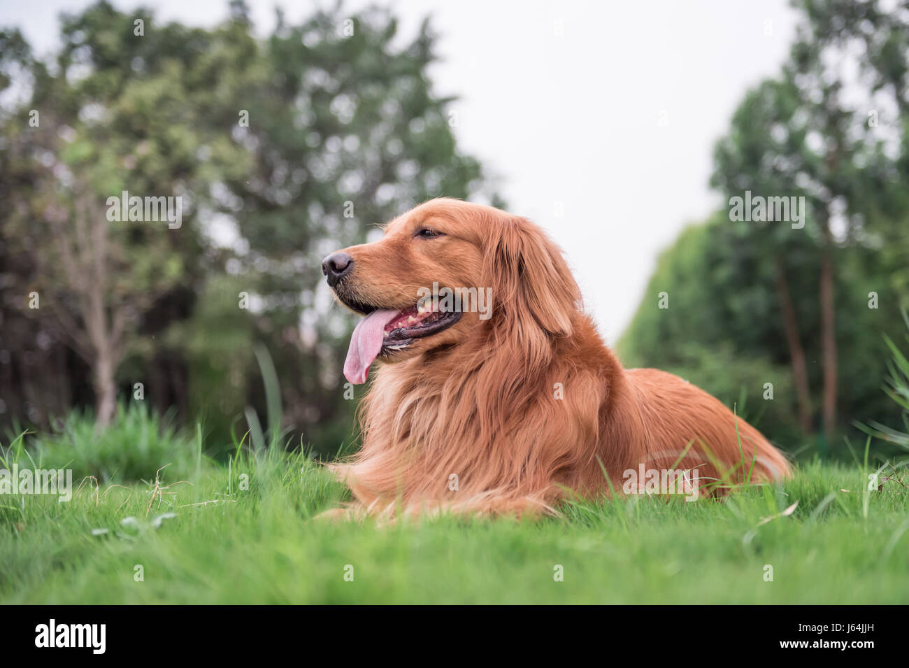 The Golden Retriever in the outdoor on the grass Stock Photo - Alamy
