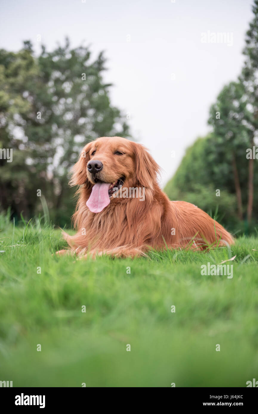 The Golden Retriever in the outdoor on the grass Stock Photo - Alamy