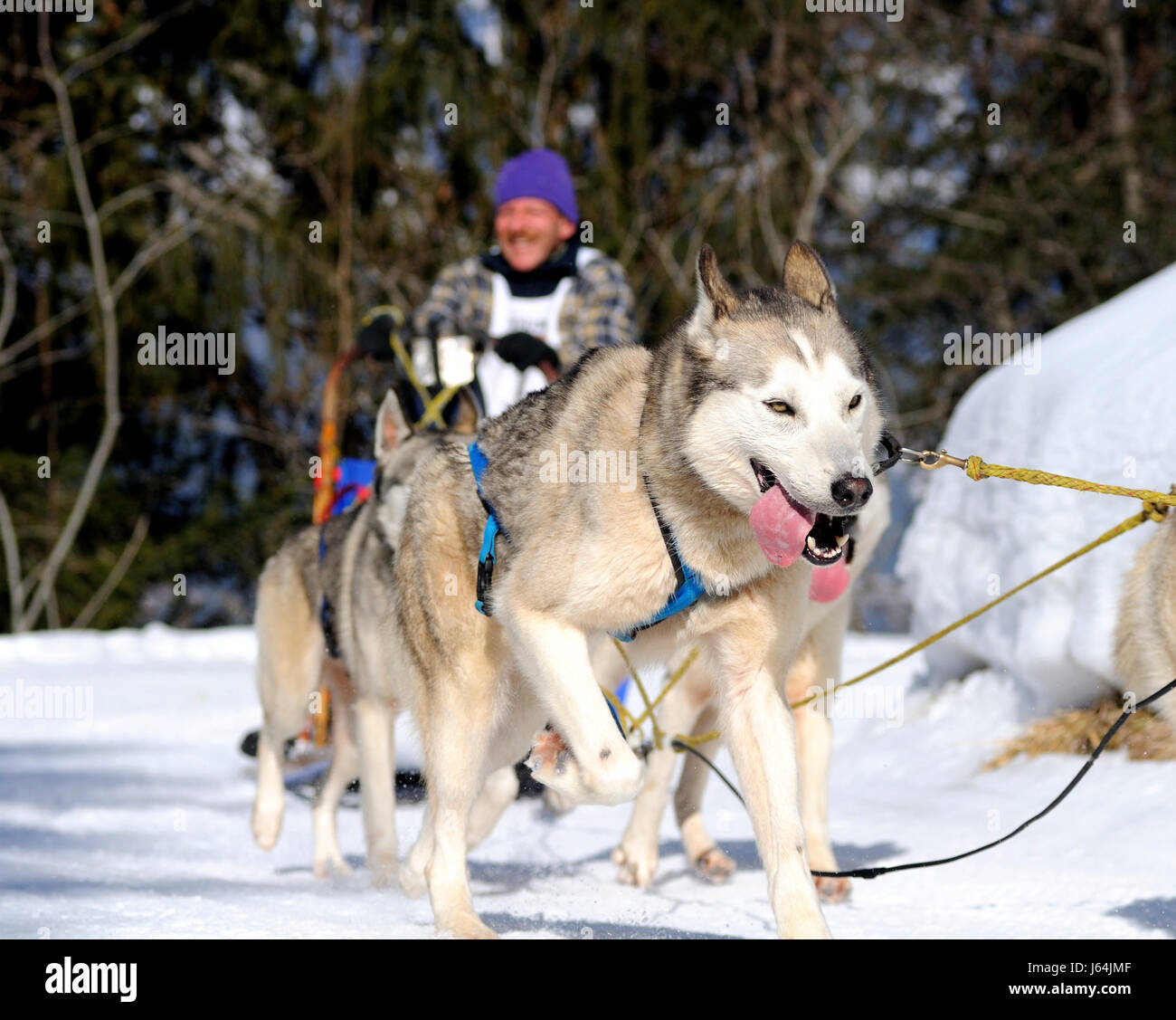 dog sledge husky humans human beings people folk persons human human ...