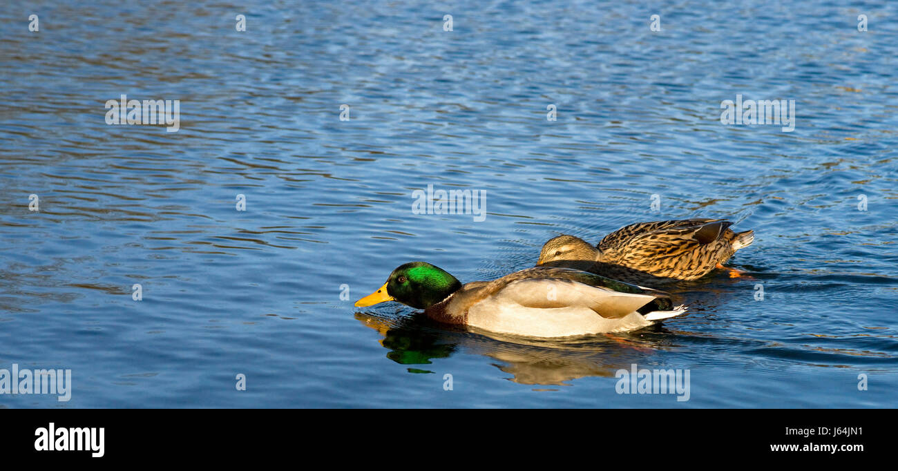 Female male animals hi-res stock photography and images - Alamy