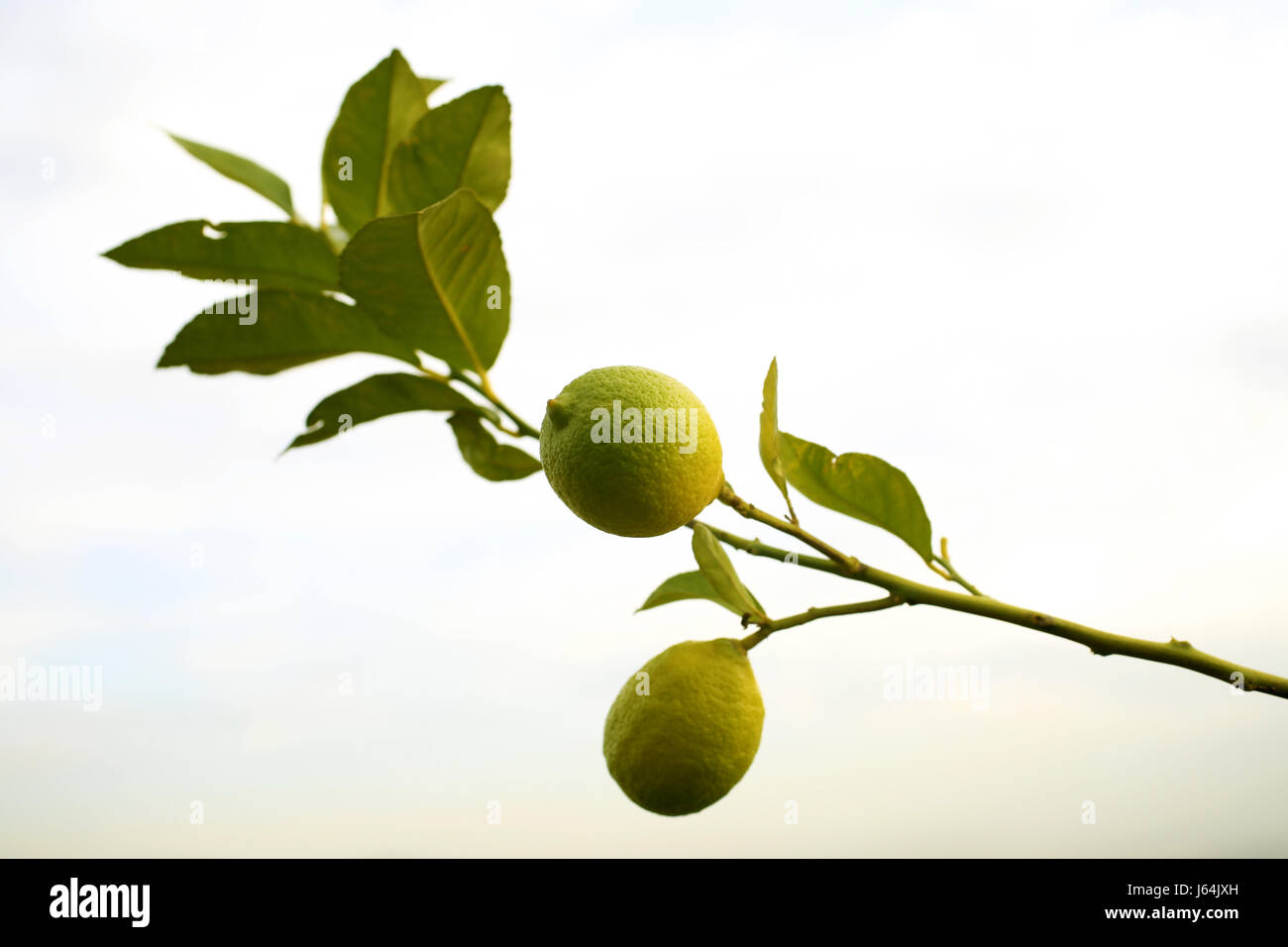 tree ripe fruit lemon citron nutrition blue tree green agriculture ...