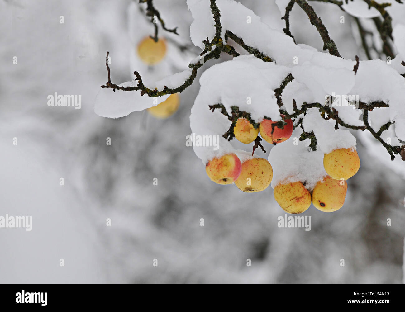 winter ice frost apple tree apples apple hardy late vintage snow winter ...