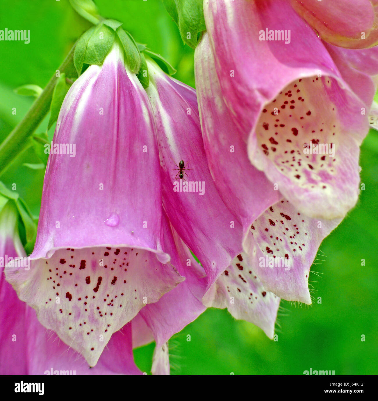 poison thimble digitalis medicinal plant red glass chalice tumbler ant ...