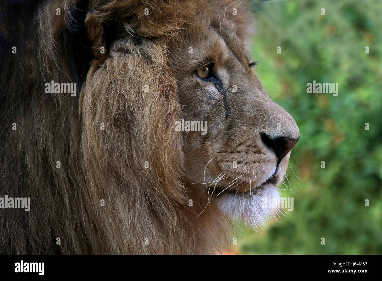 loewe portrait ii Stock Photo - Alamy
