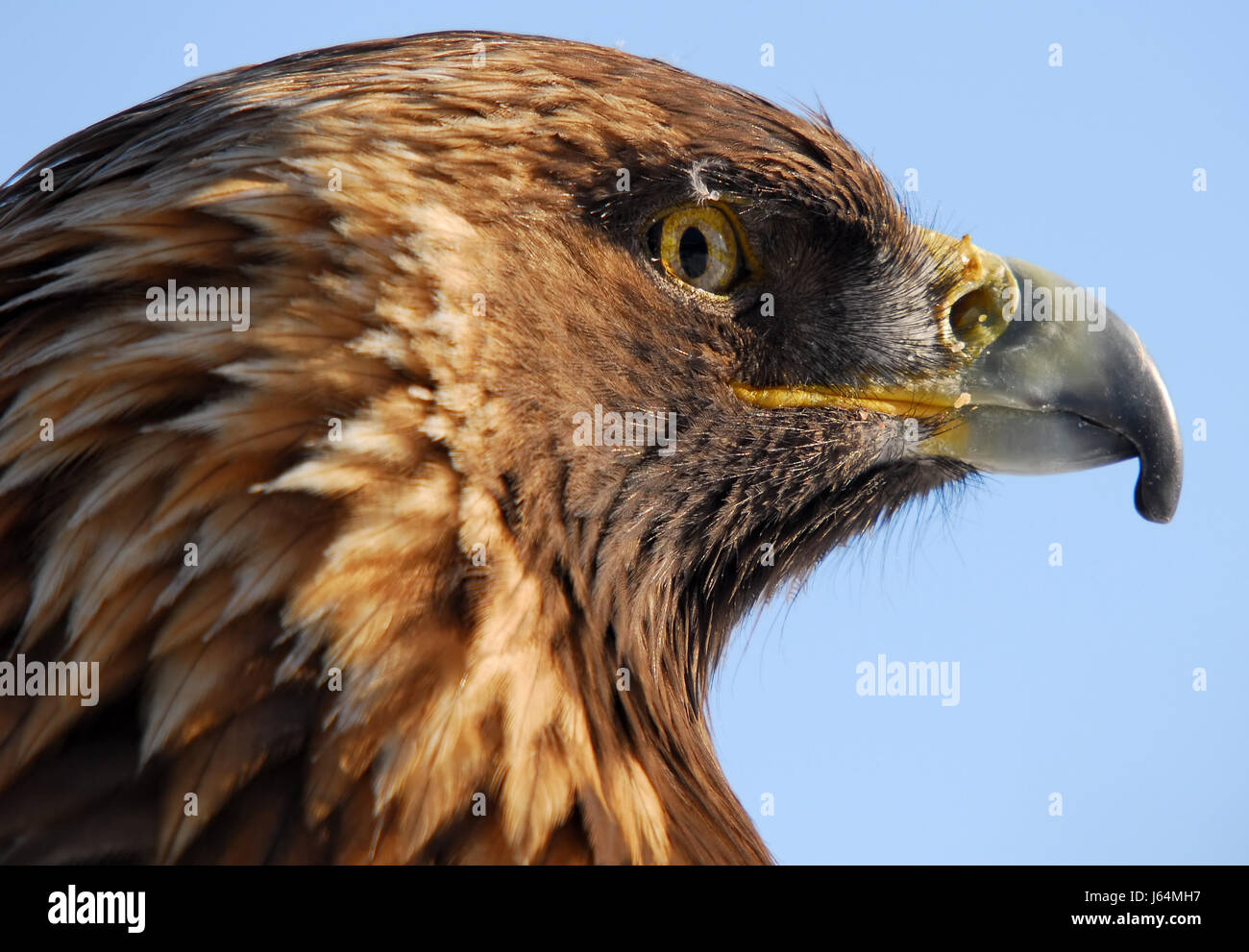 Golden Eagle Feather Identification