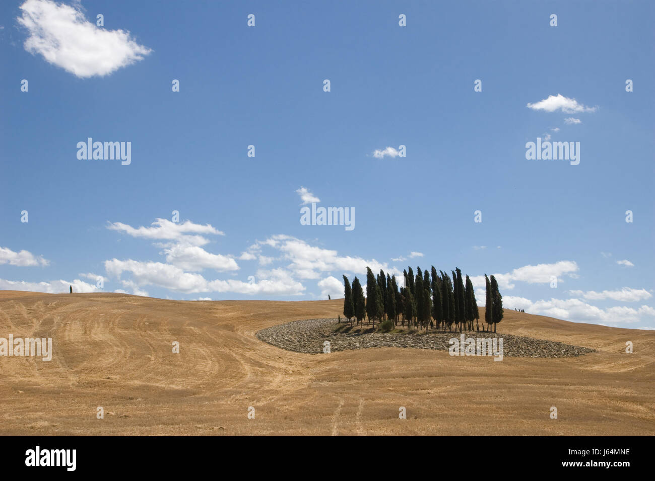 field summer summerly clump of trees tuscany firmament sky harvest ...