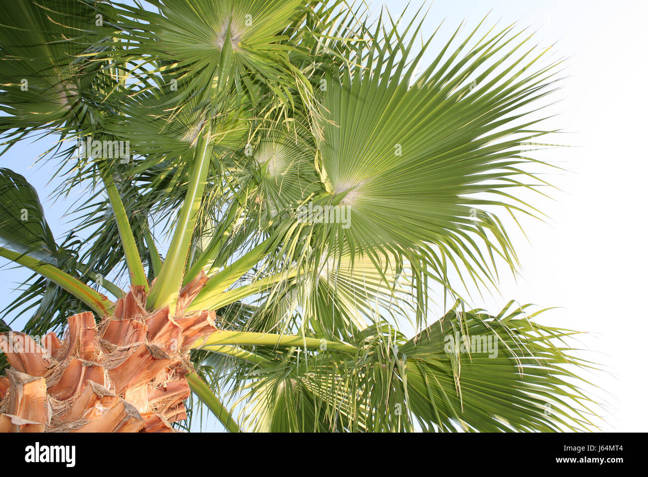 leaf tree root nature leaf environment enviroment tree garden leaves ...