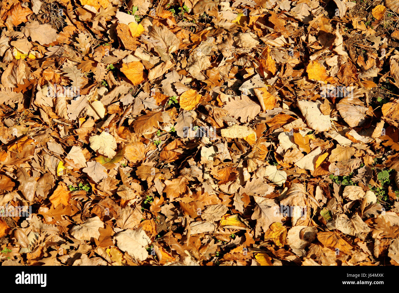 leaves foliage nature fall autumn leaf life exist existence living ...