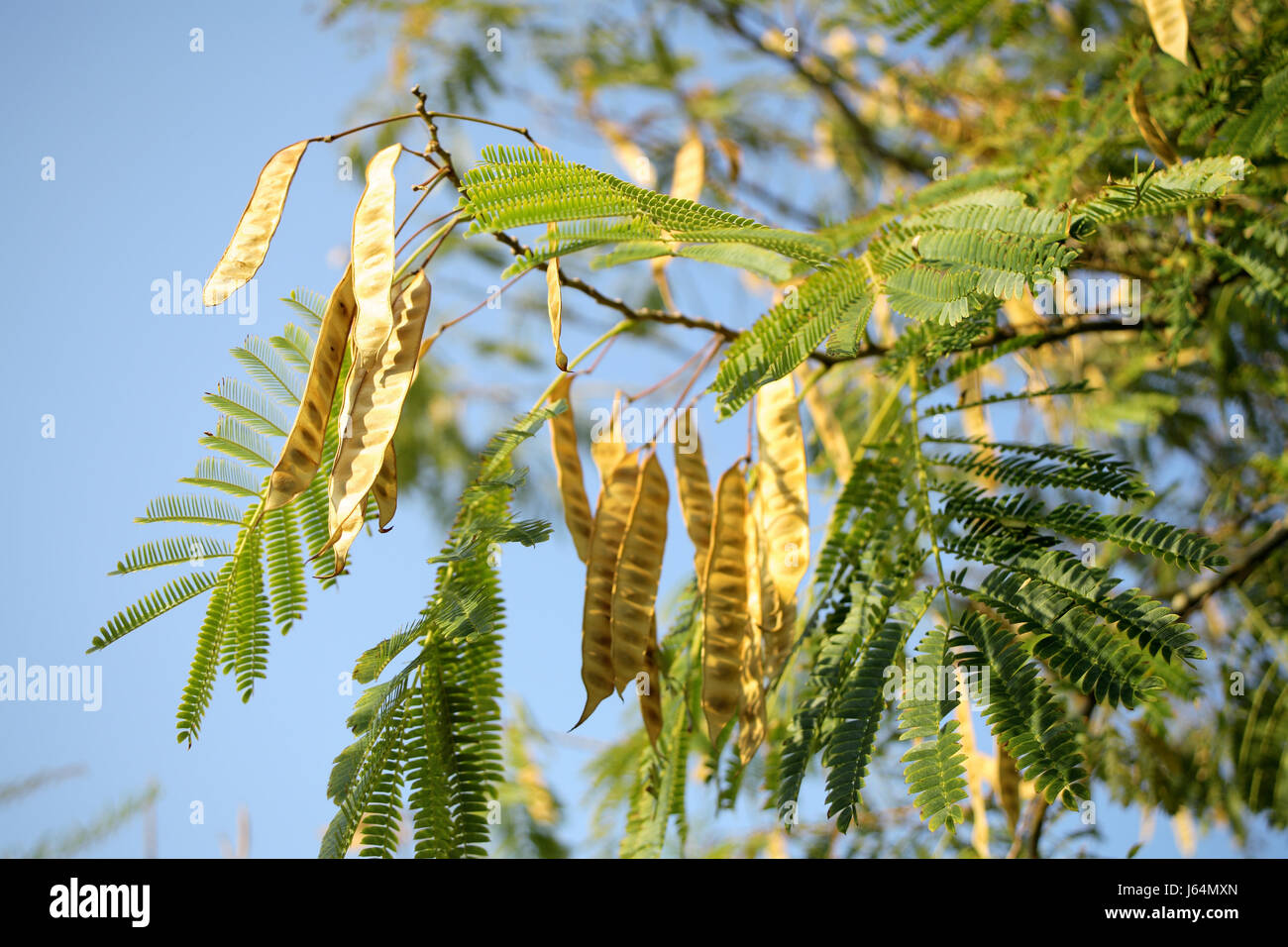 leaf tree branch firmament sky nature blue leaf tree trees green heaven Stock Photo - Alamy