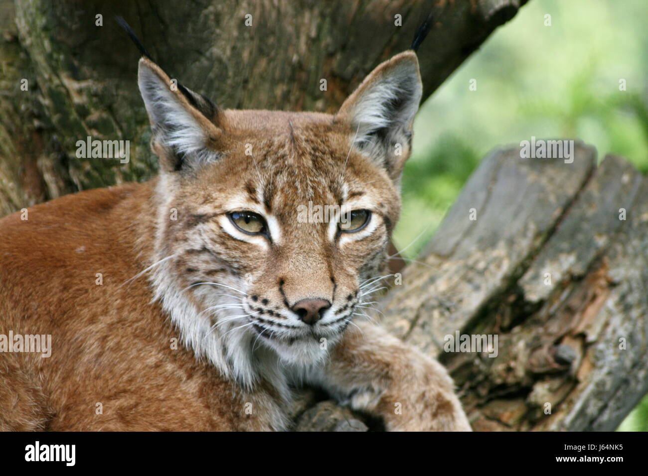 Luks tier hi-res stock photography and images - Alamy