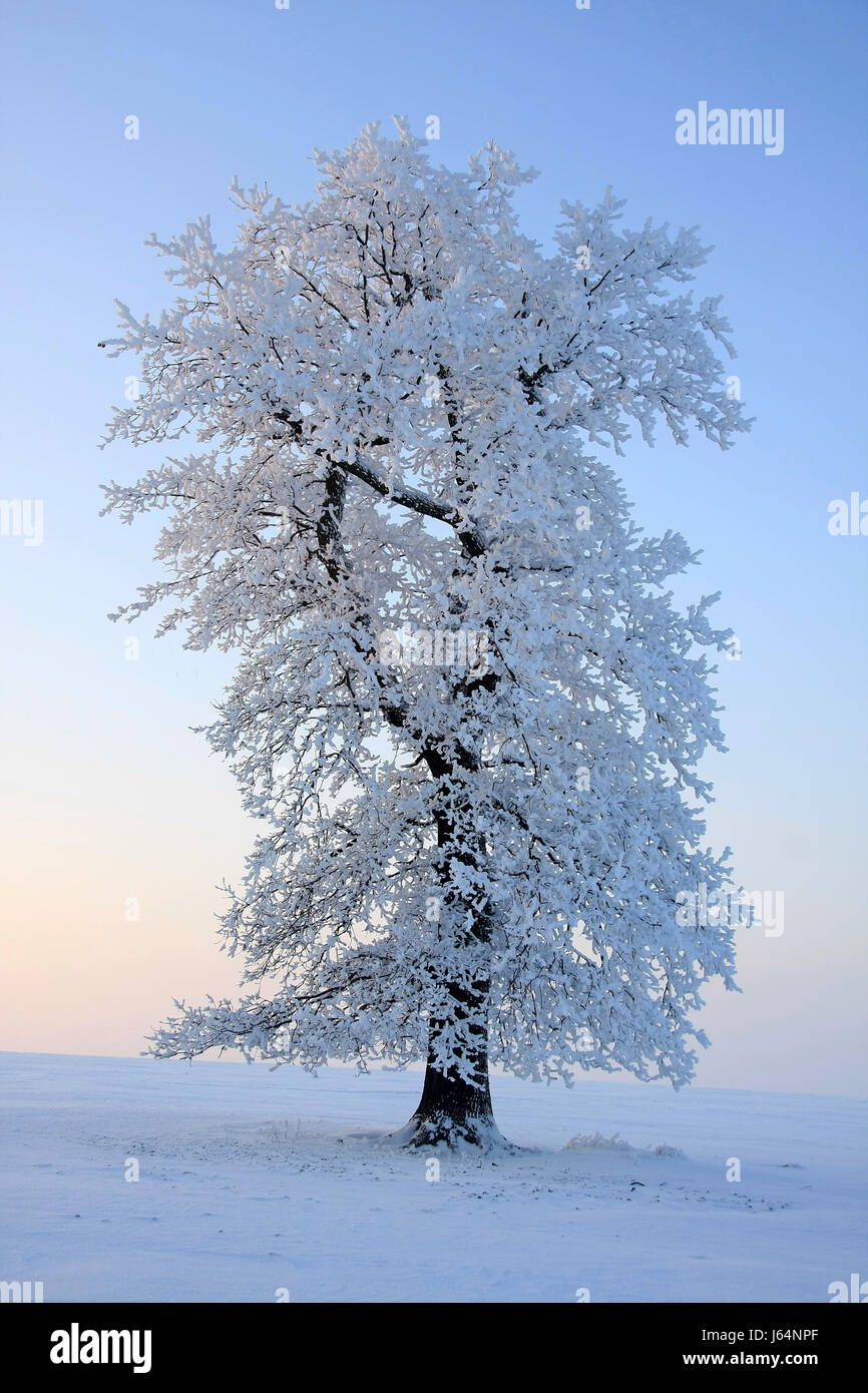 tree winter oak ice frost snow nature shine shines bright lucent light ...