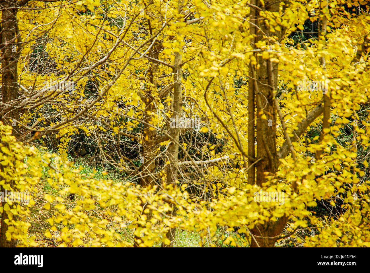 Ginkgo forest hi-res stock photography and images - Alamy