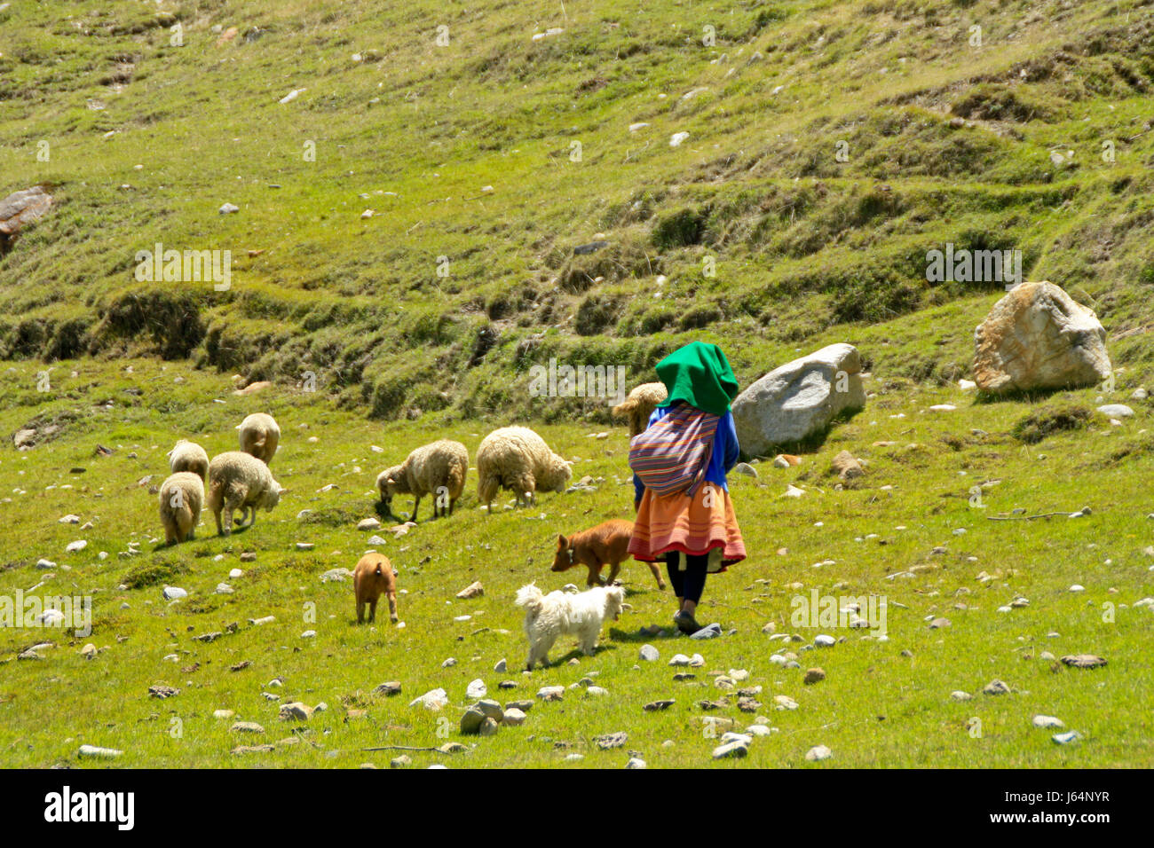 Woman shepherdess with flock of sheep hi-res stock photography and ...